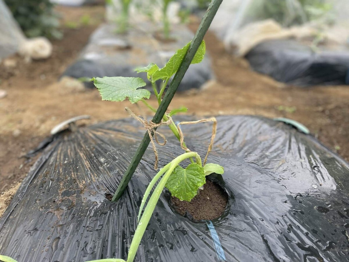 シェア畑 夏野菜とコンパニオンプランツ｜Junko Summer