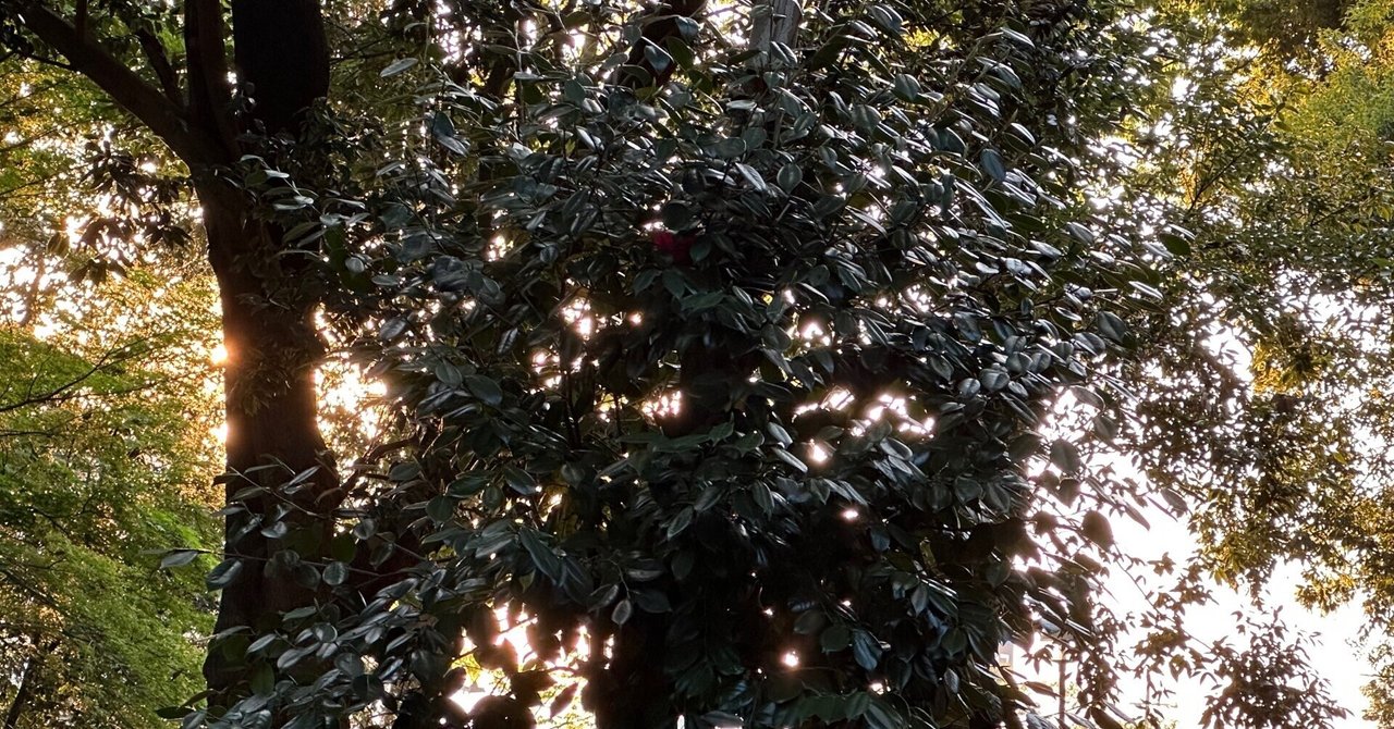 雨上がり｜enaca