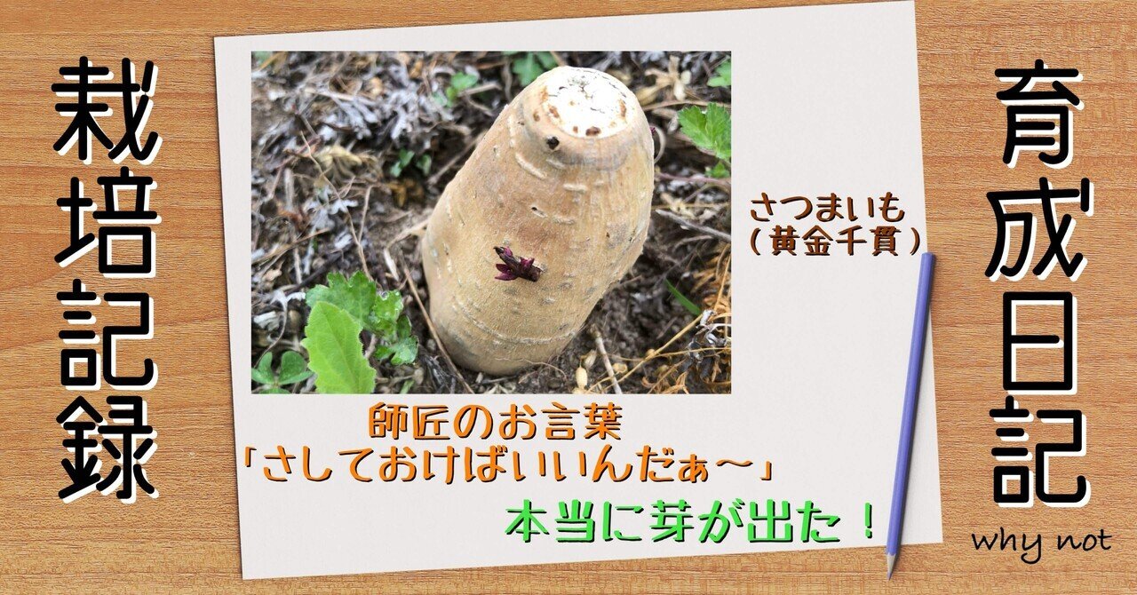 師匠のお言葉どおり本当に芽が出た！｜why_not_mvp