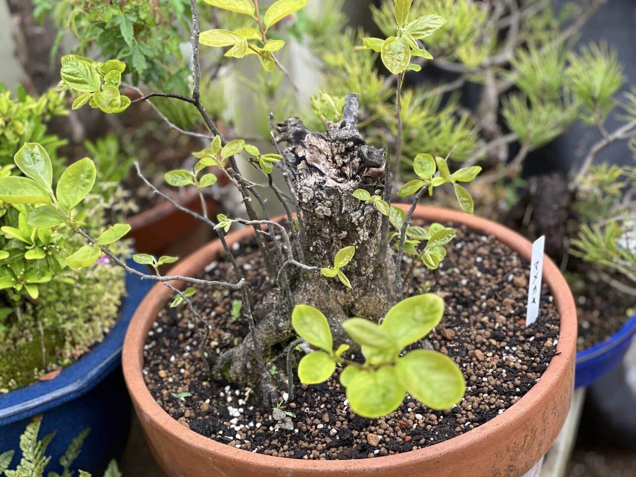 芽が出た、緑になった｜kenji comp