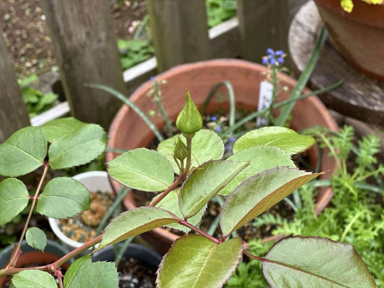 芽が出た、緑になった｜kenji comp