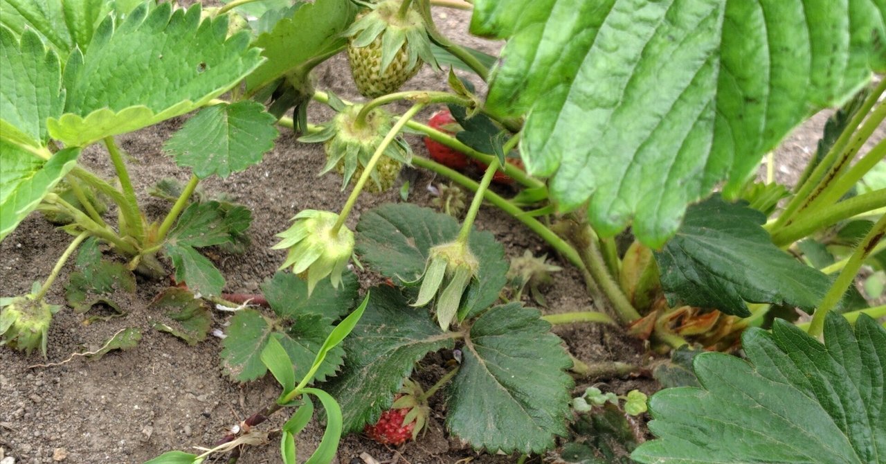 子どもにどこにいても通用する“生きる力”を― 茶道・食育とともに育む、自立と自律(2)｜Y