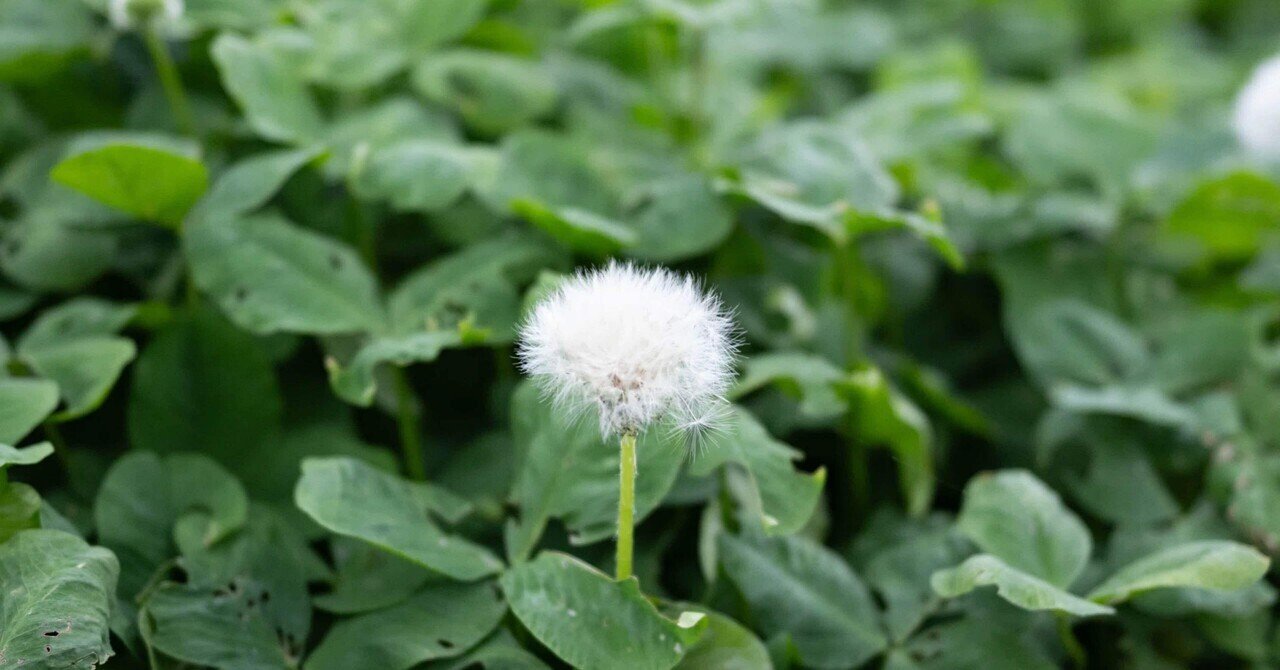 マインドフルネスとの出会い〜迷子みたいだった日々。『今ここ』に戻る練習のはじまり〜｜matsu_0702