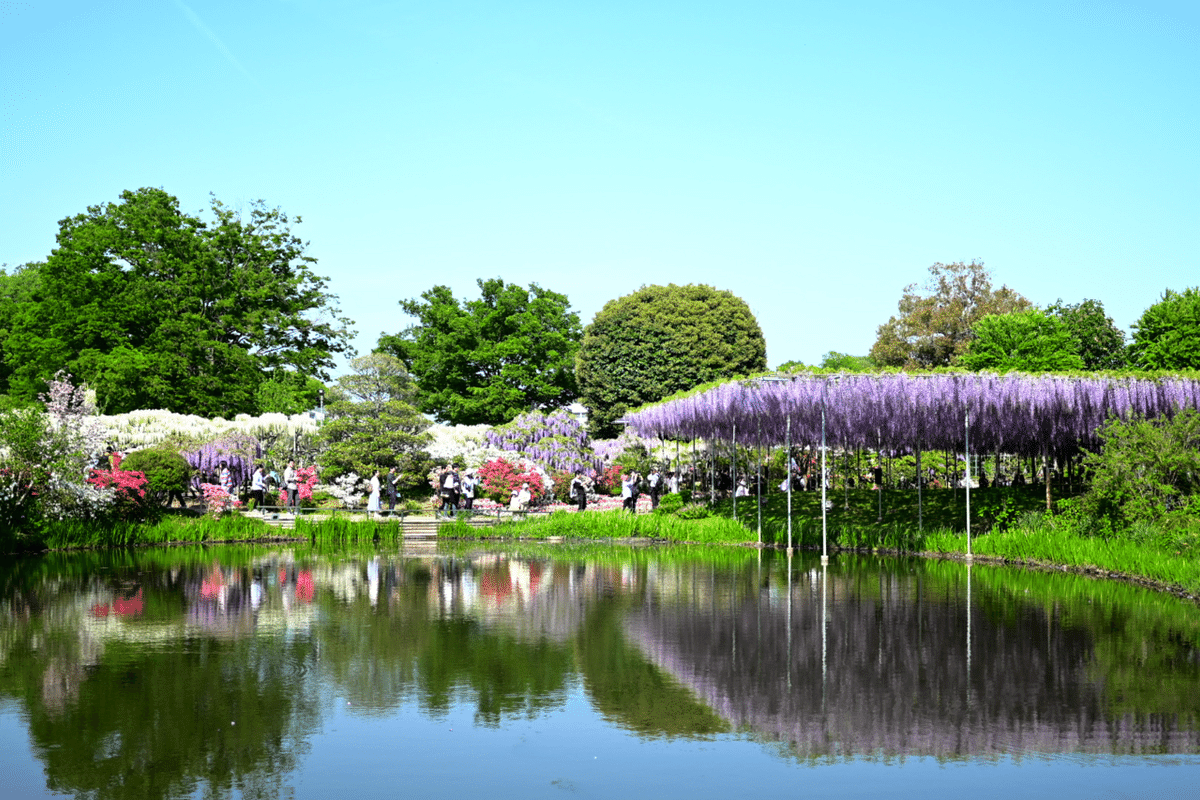 【つぶやき】圧巻のあしかがフラワーパーク｜coto