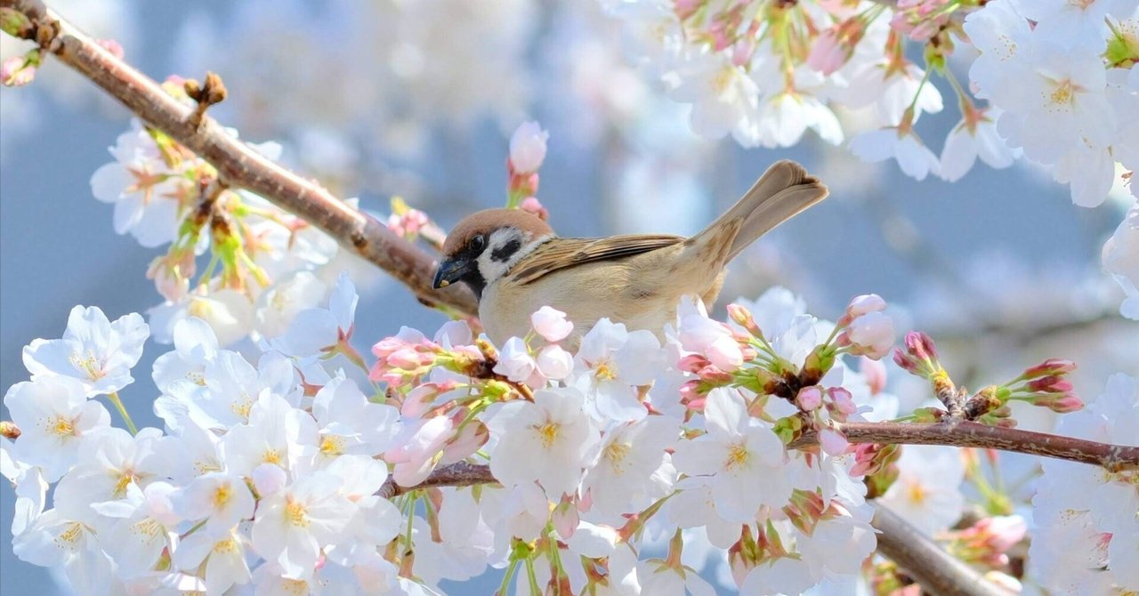 4月のお出かけ写真｜t_rnado