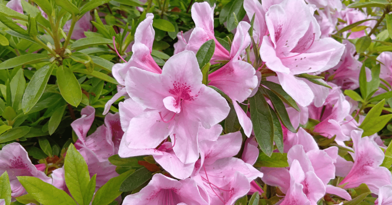 node 管理volta｜blue06_2022