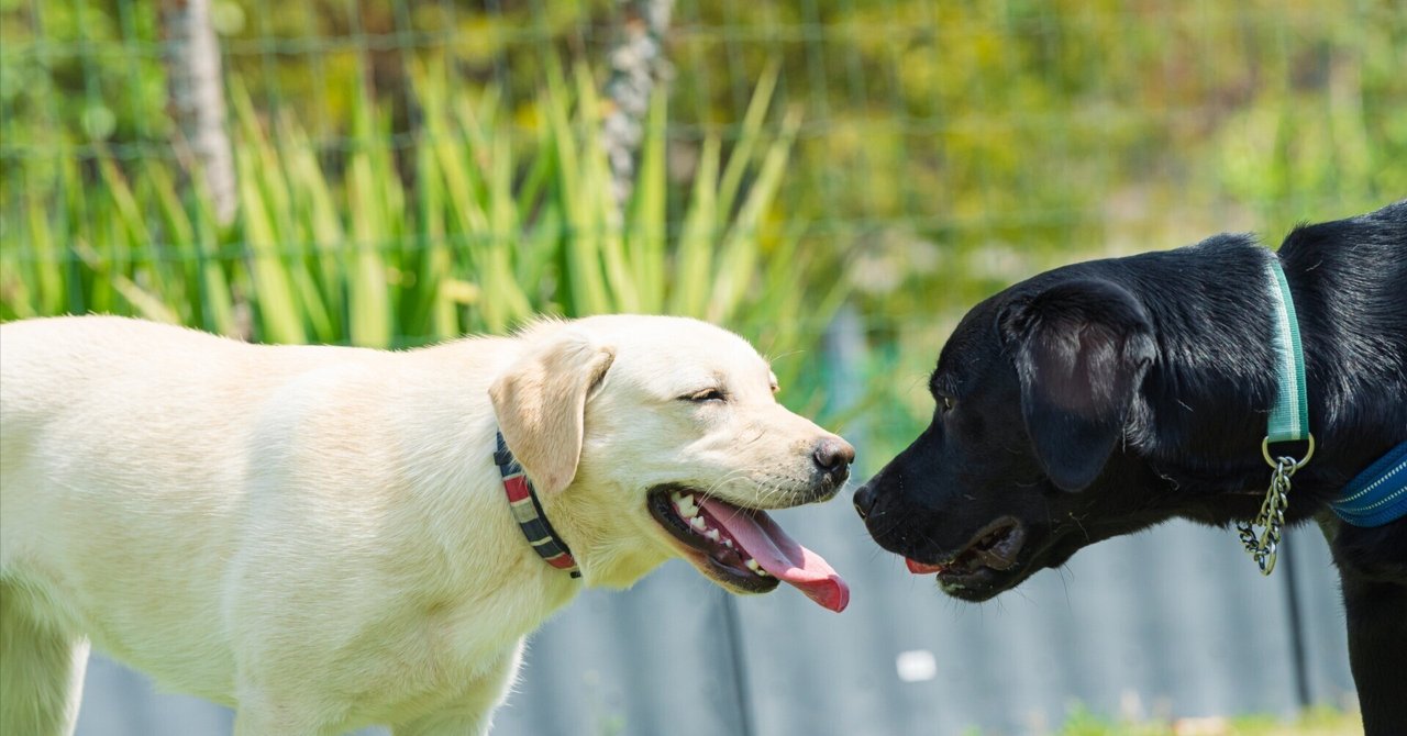 わんこ撮影！｜Akihiko Oosugi