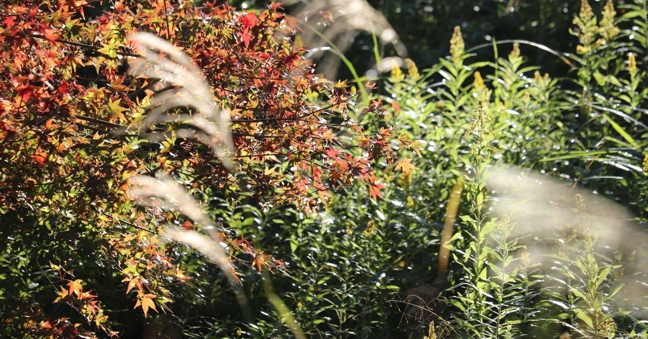 裁縫箱と命のルーツ｜Sosyu Kikuchi｜note