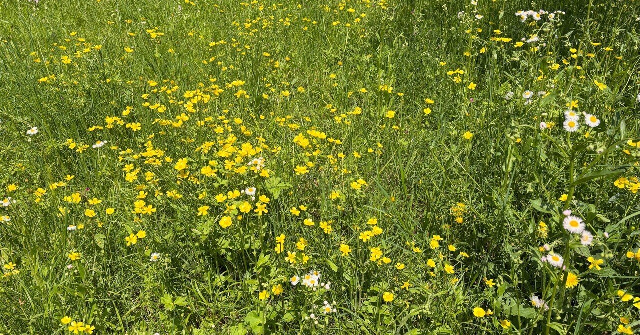 根本から癒し超える｜Reiko Kim