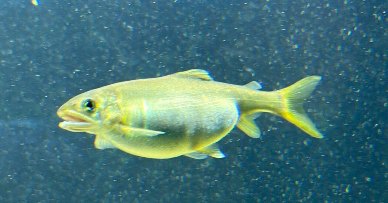 はじめまして、michi daysです。気ままに、好きなことを発信していきます！｜michi days