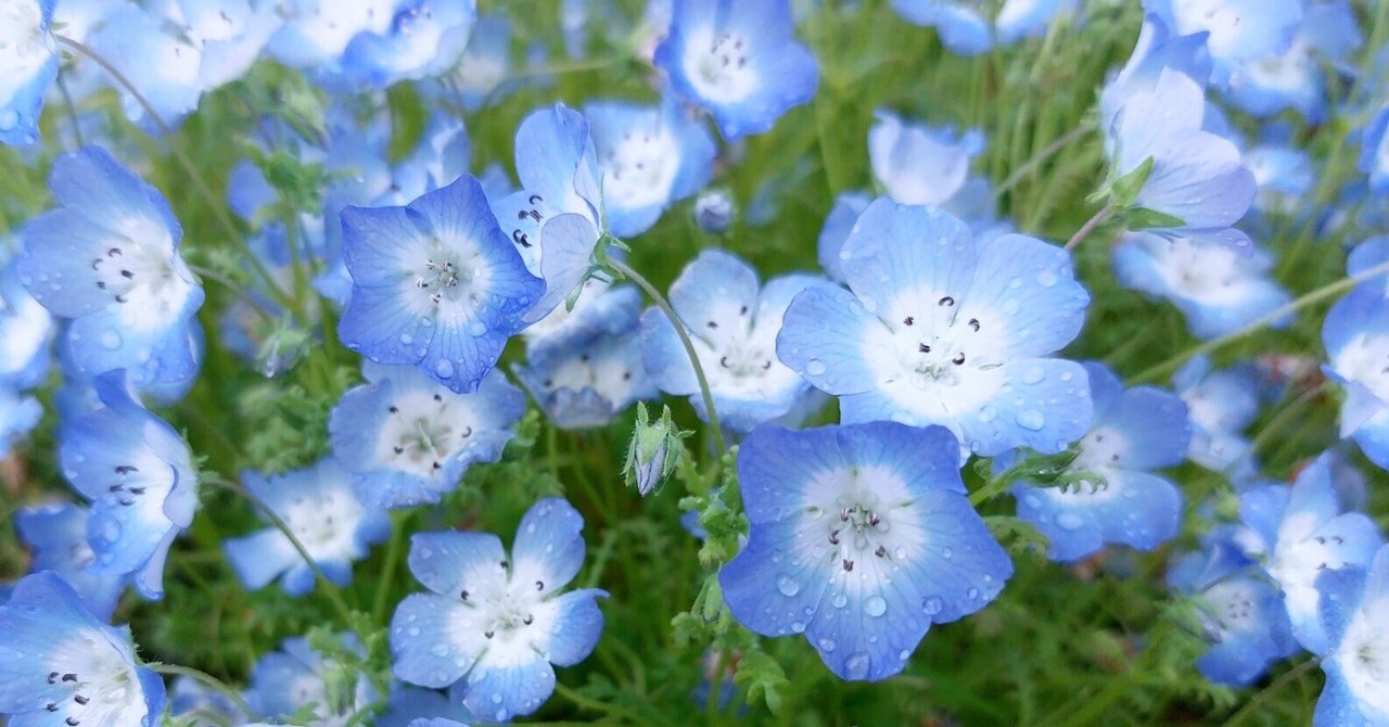 みかん花便り（2025年4月号）｜琴ノ葉みかん (Mikan Kotonoha)