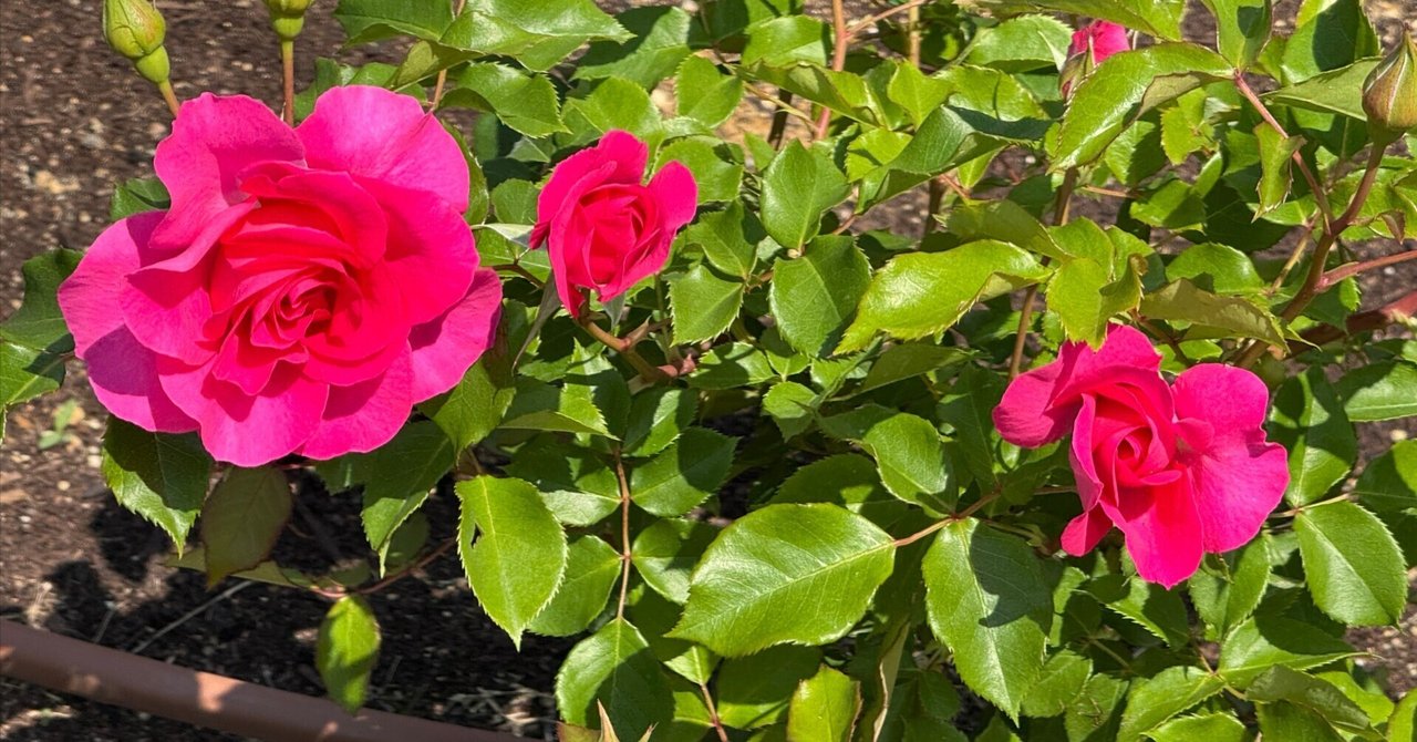 初夏の彩り─中之島公園のバラ園｜Hiro／AIに取り組む65歳