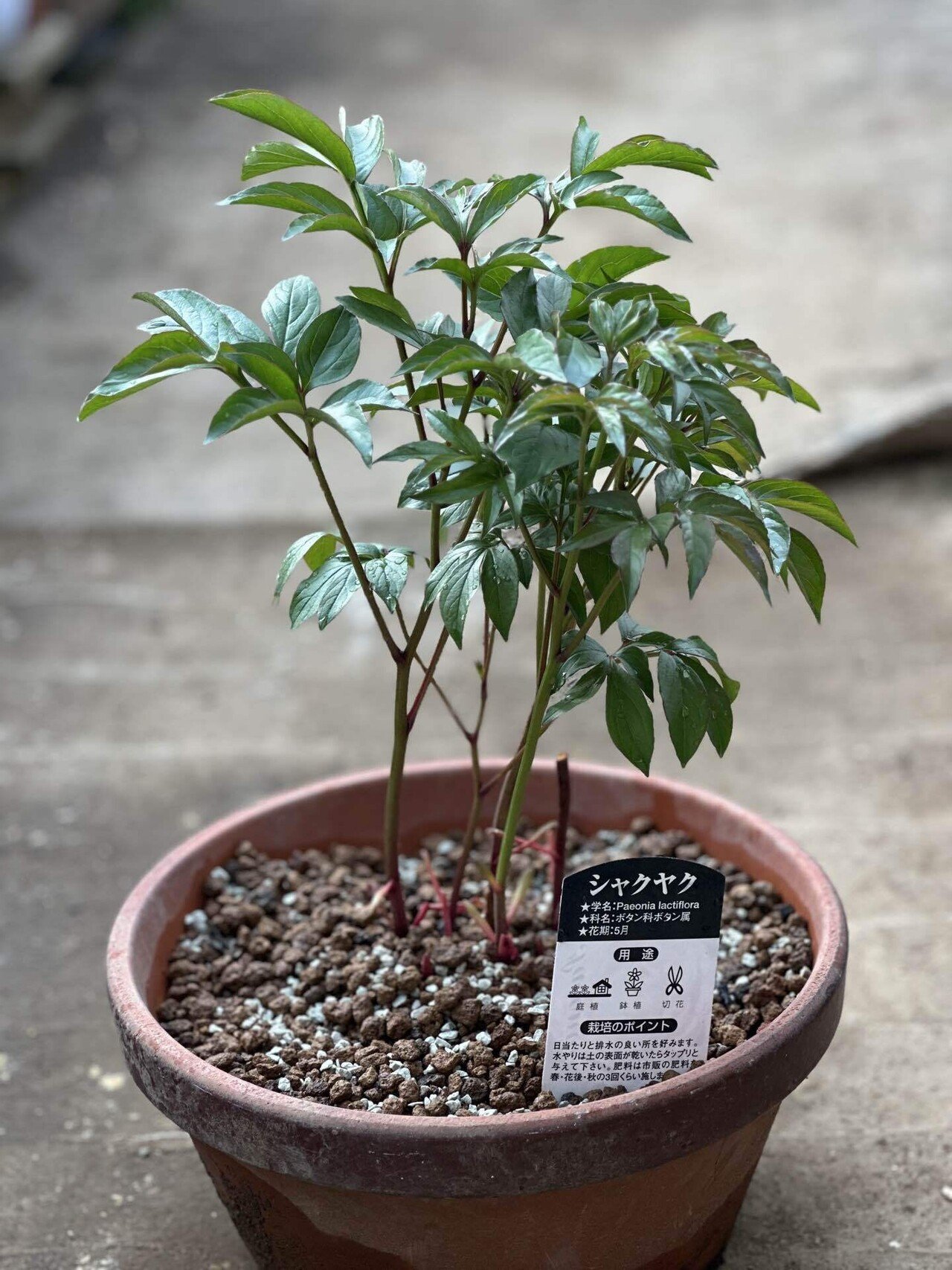 立てば芍薬座れば牡丹歩く姿は百合の花｜kenji comp