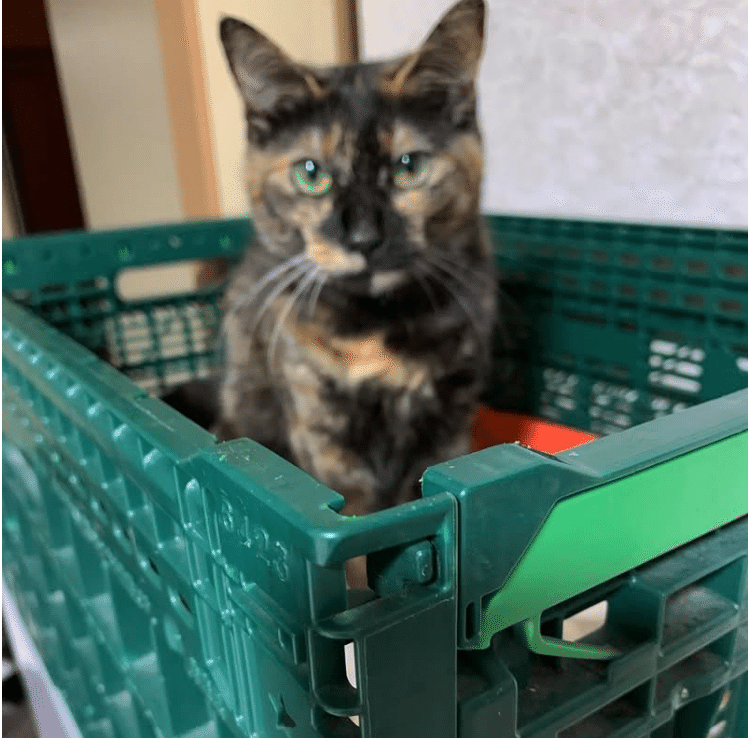 猫自慢｜Cat Holic Record