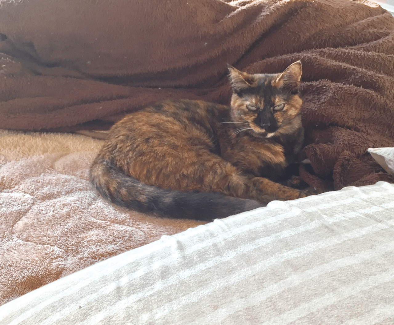 猫自慢｜Cat Holic Record