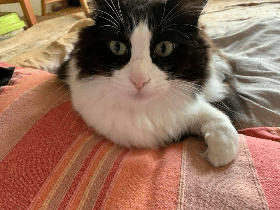 猫自慢｜Cat Holic Record