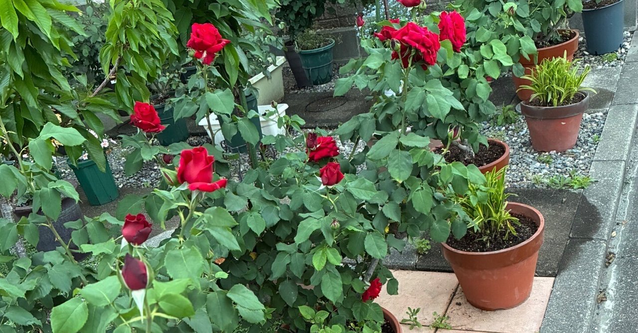 5月になりましたね｜Satoko Nasu