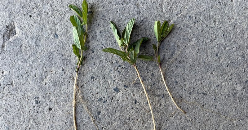 Yukihiko Yotukura（yukki）｜note