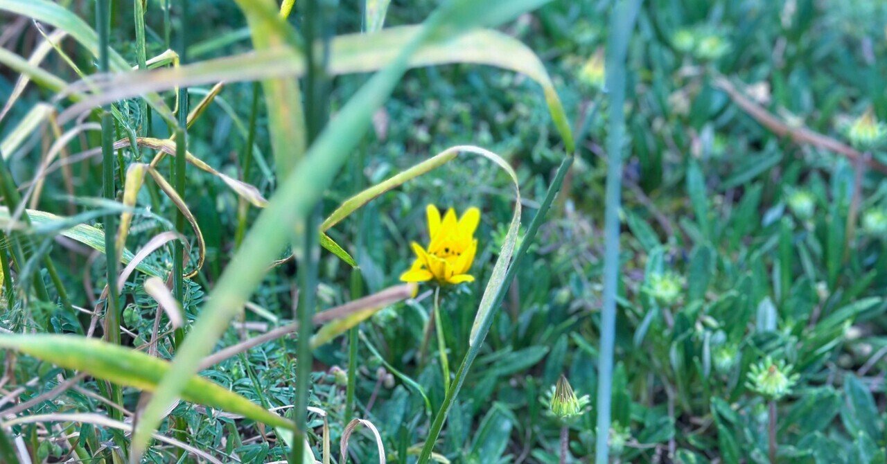 堂々と生きる、それだけで。｜こゆき（koyuki）