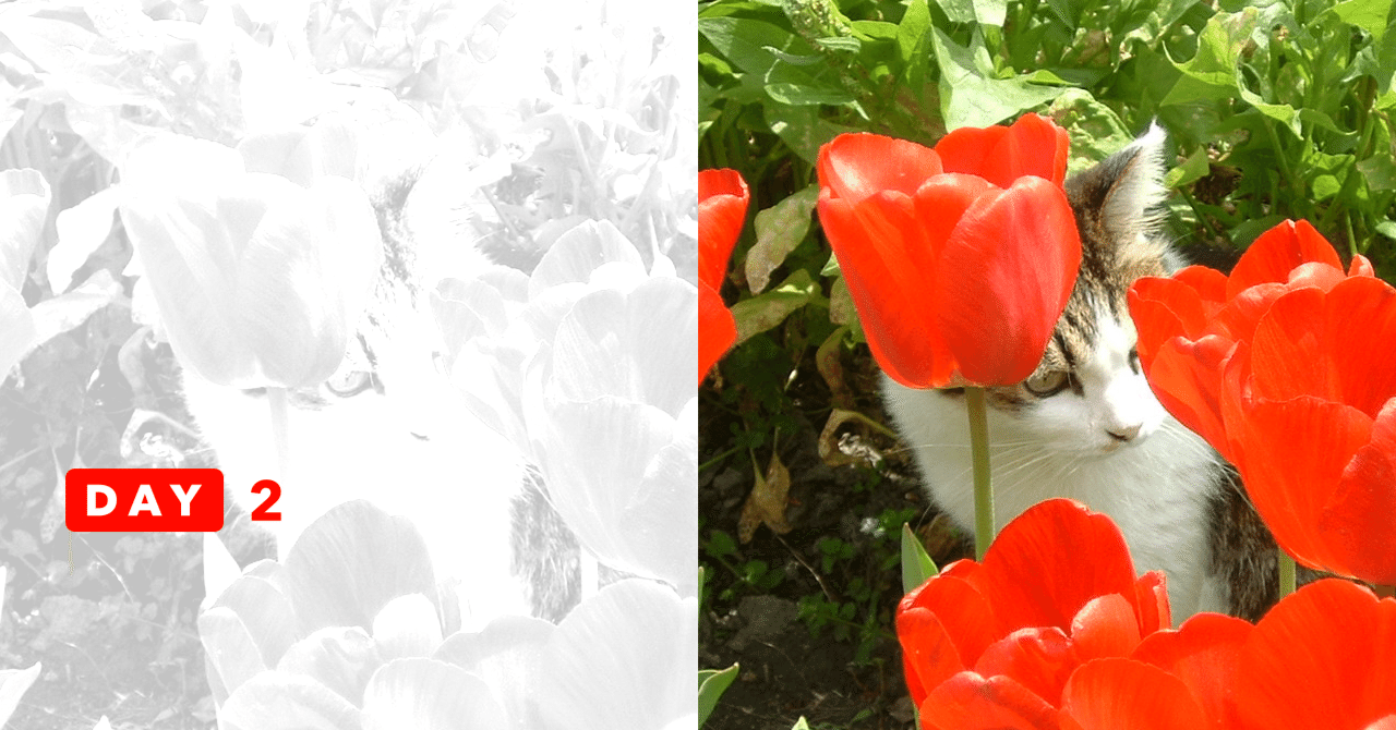 Jerry’s garden day2｜FJK