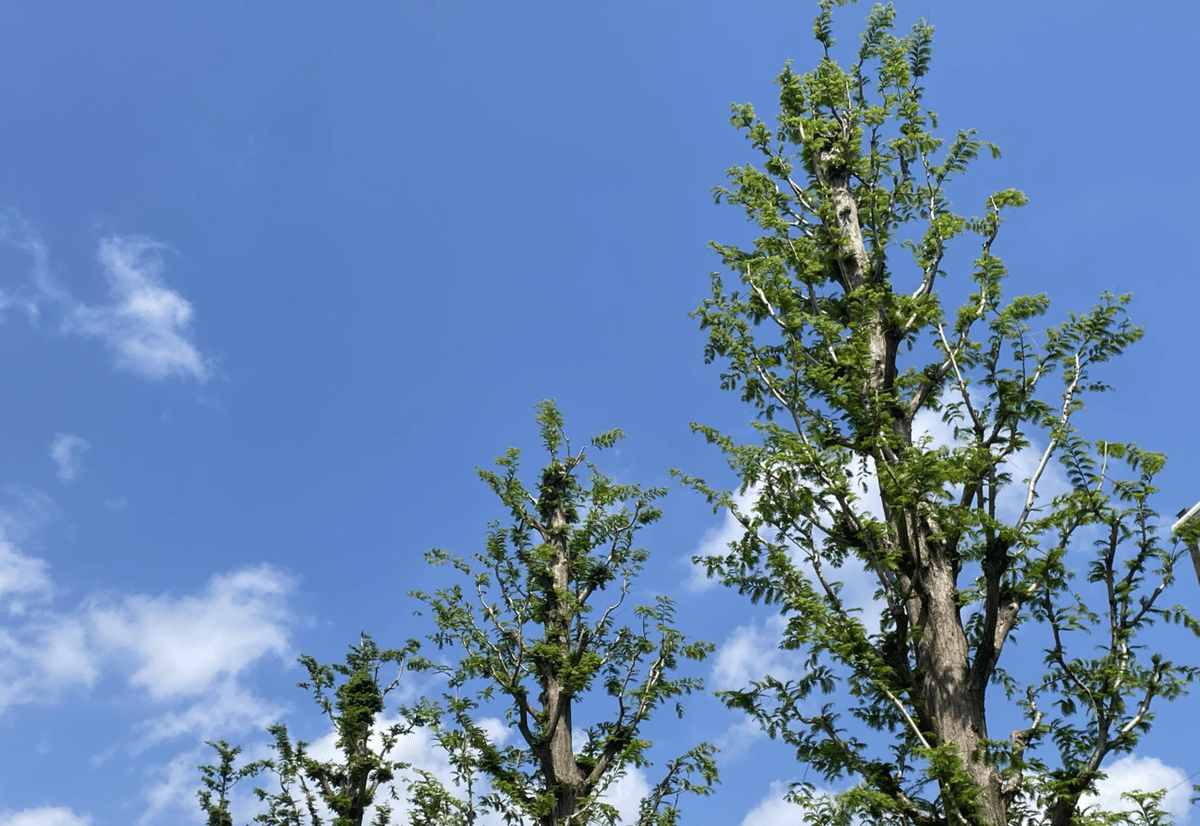 緑と青｜MOTOI MICHIKO