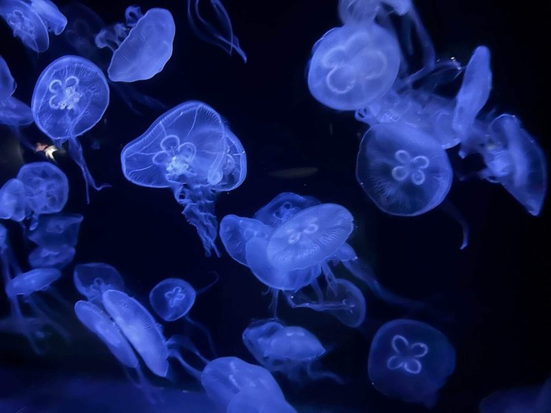 大森 純 | Sumi Ohmori｜note