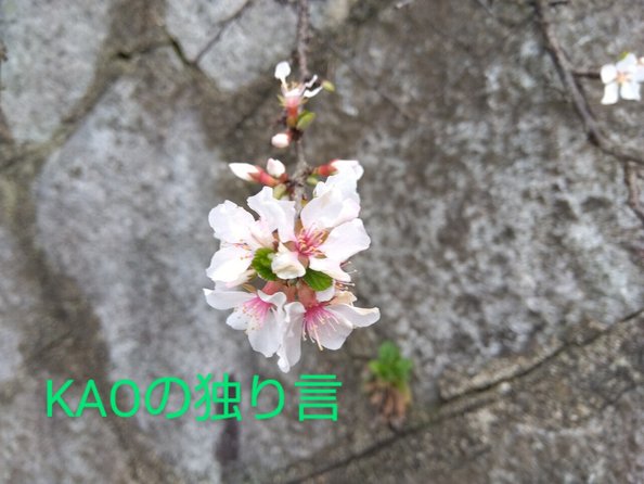 KAO🍀(*^^)v｜note