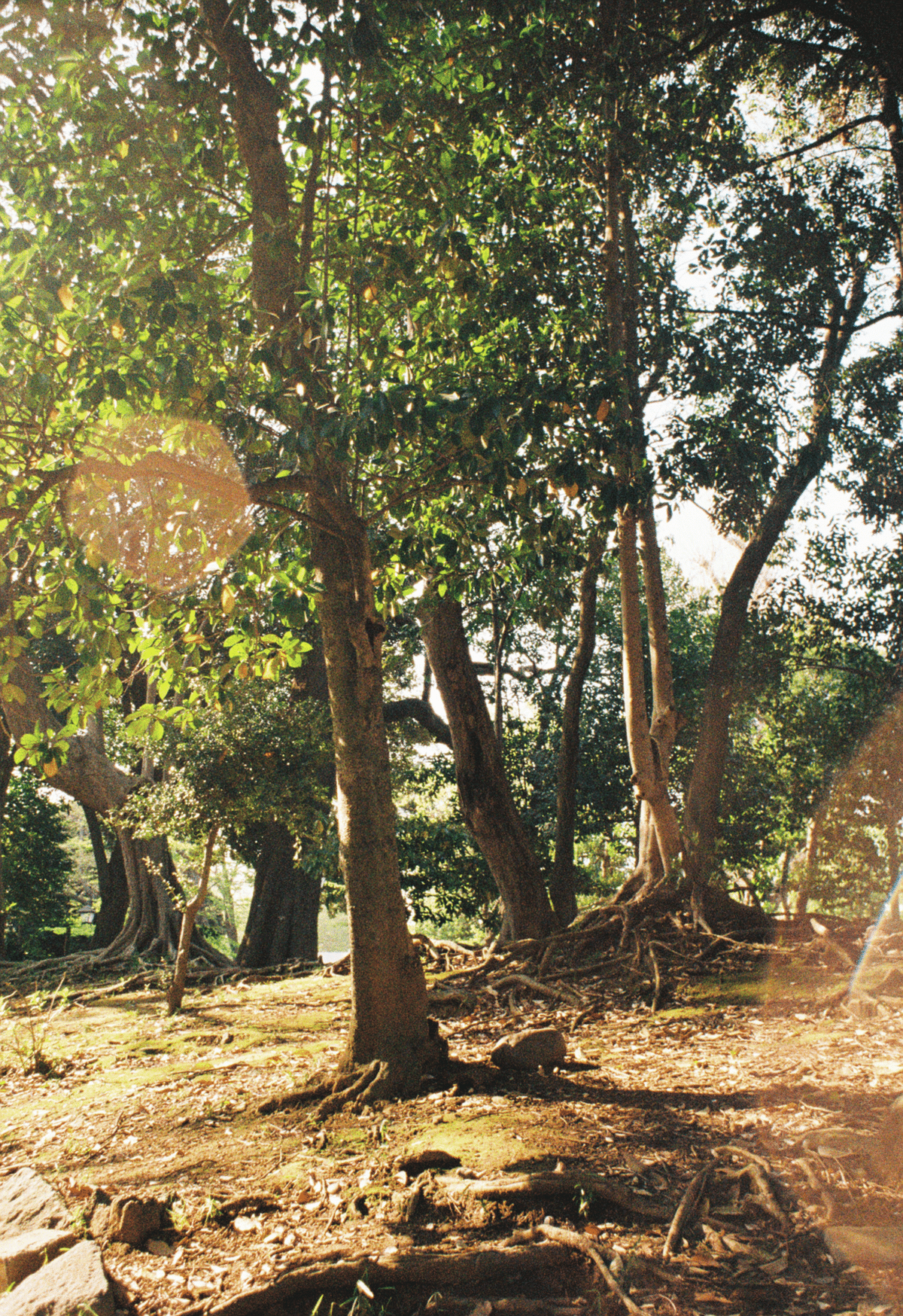 OLYMPUS PEN FTとの付き合い方｜Genki Mishima