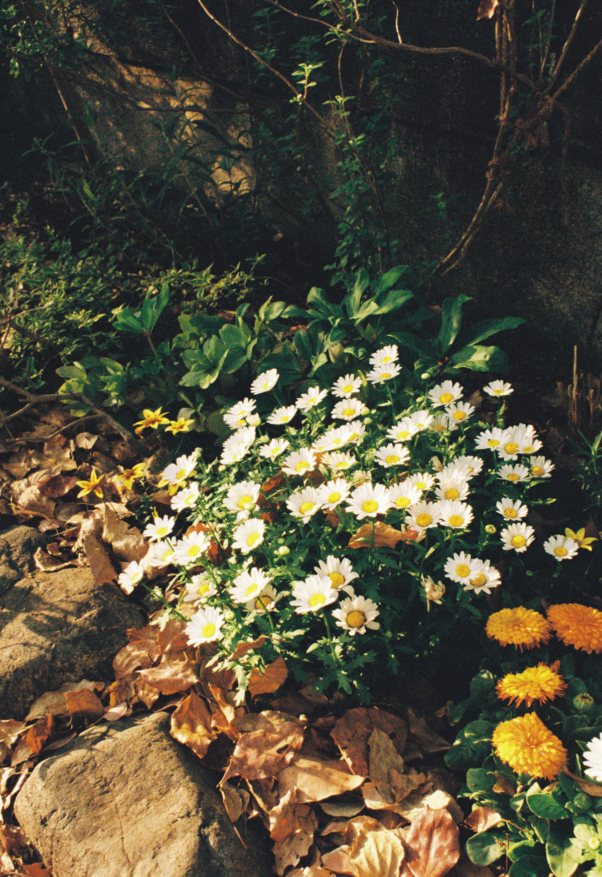 OLYMPUS PEN FTとの付き合い方｜Genki Mishima