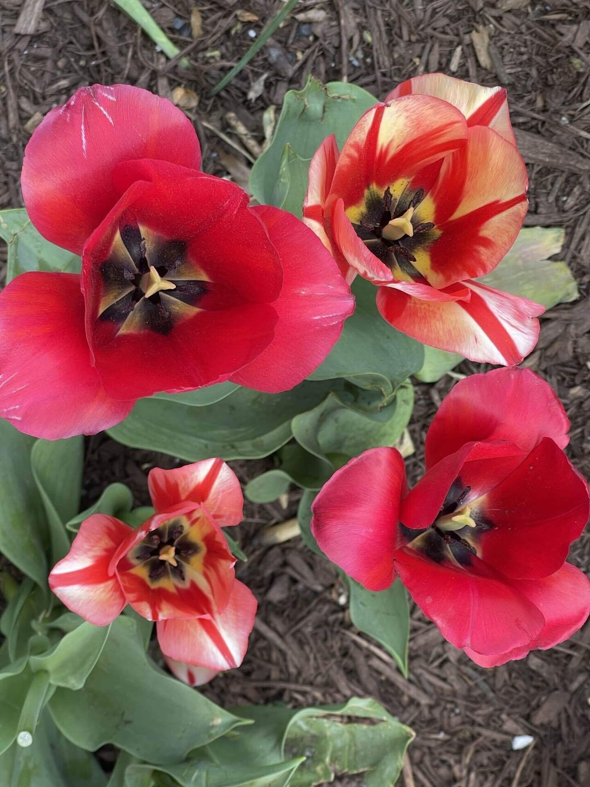 WAKU WAKU｜SENRI OE 大江千里