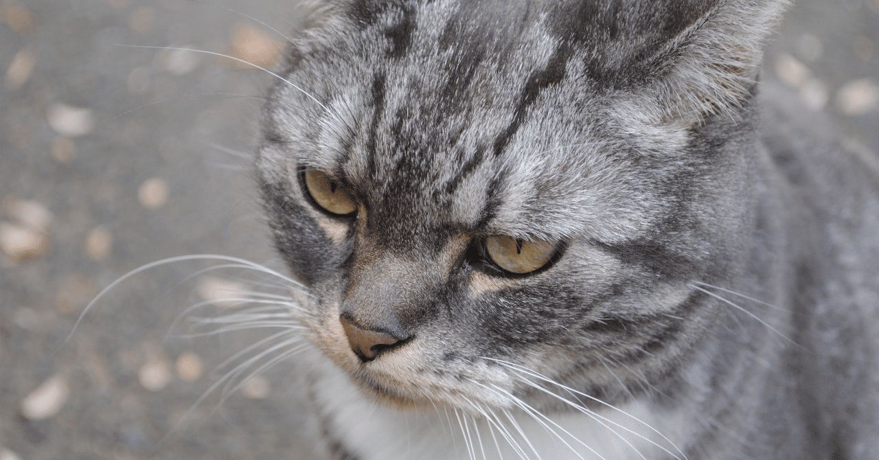 4/28(月)〜5/2(金)までの勉強日記を投稿します。⑯2025年｜MAKO Vlog 勉強日記