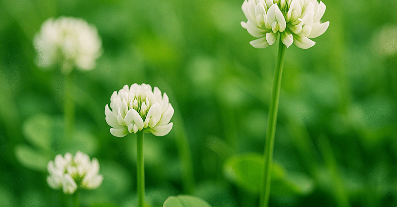 シロツメクサ｜TNK.freelance