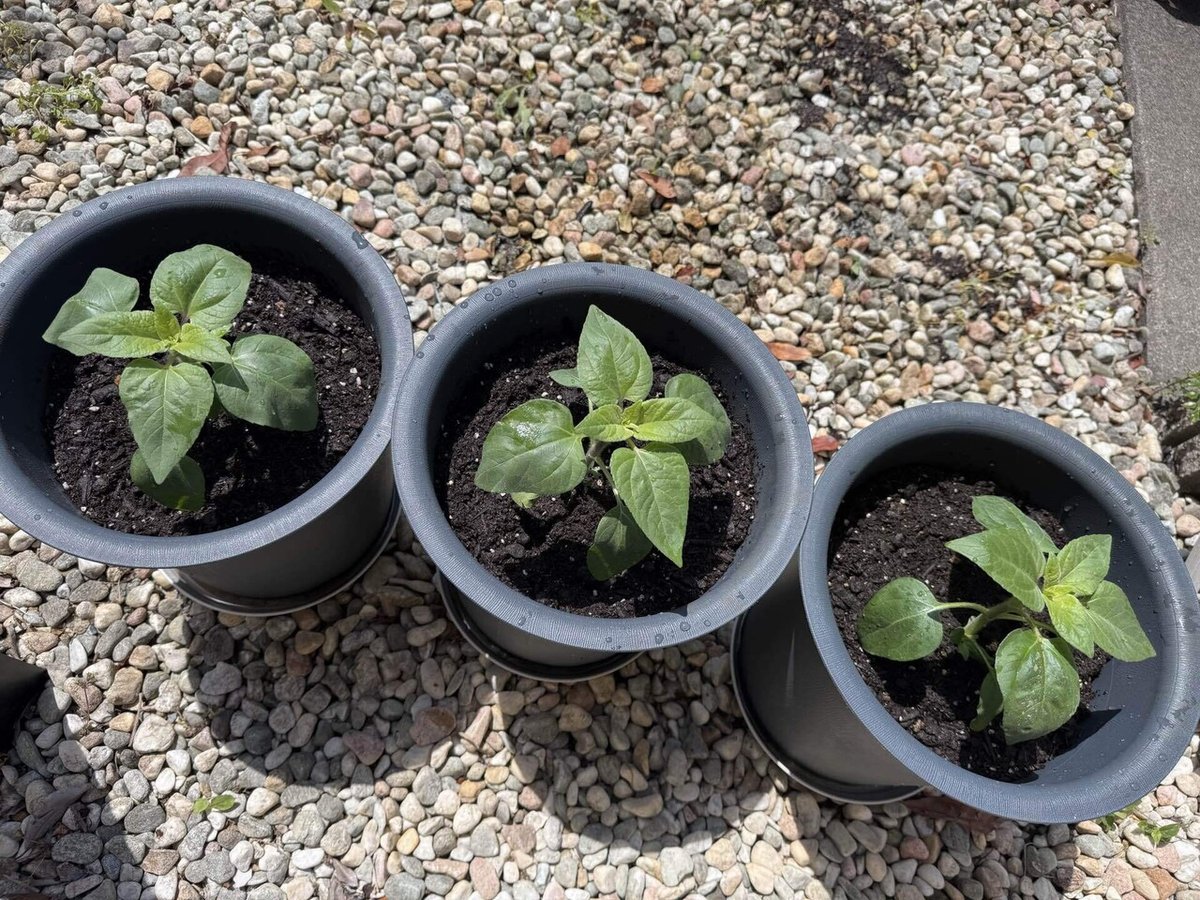 ひまわり 1日目🌻🫧｜yumi_hima_rt