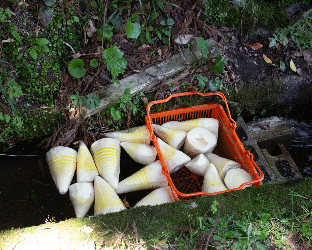 たけのこ写真日記｜こゆき（koyuki）