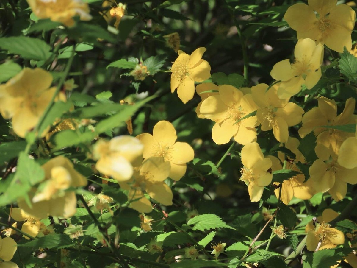 山吹と菫花盛り｜之哲／Yuki Satoru