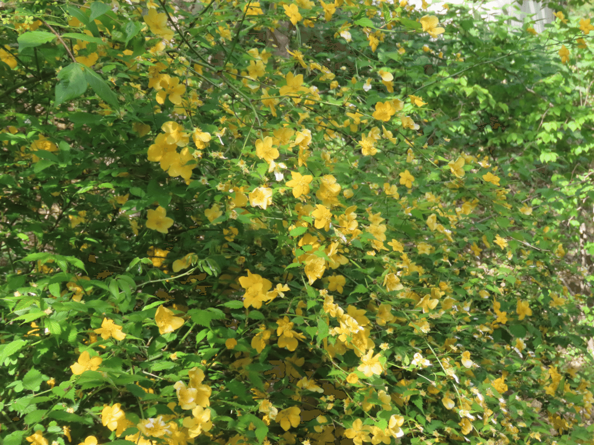 山吹と菫花盛り｜之哲／Yuki Satoru