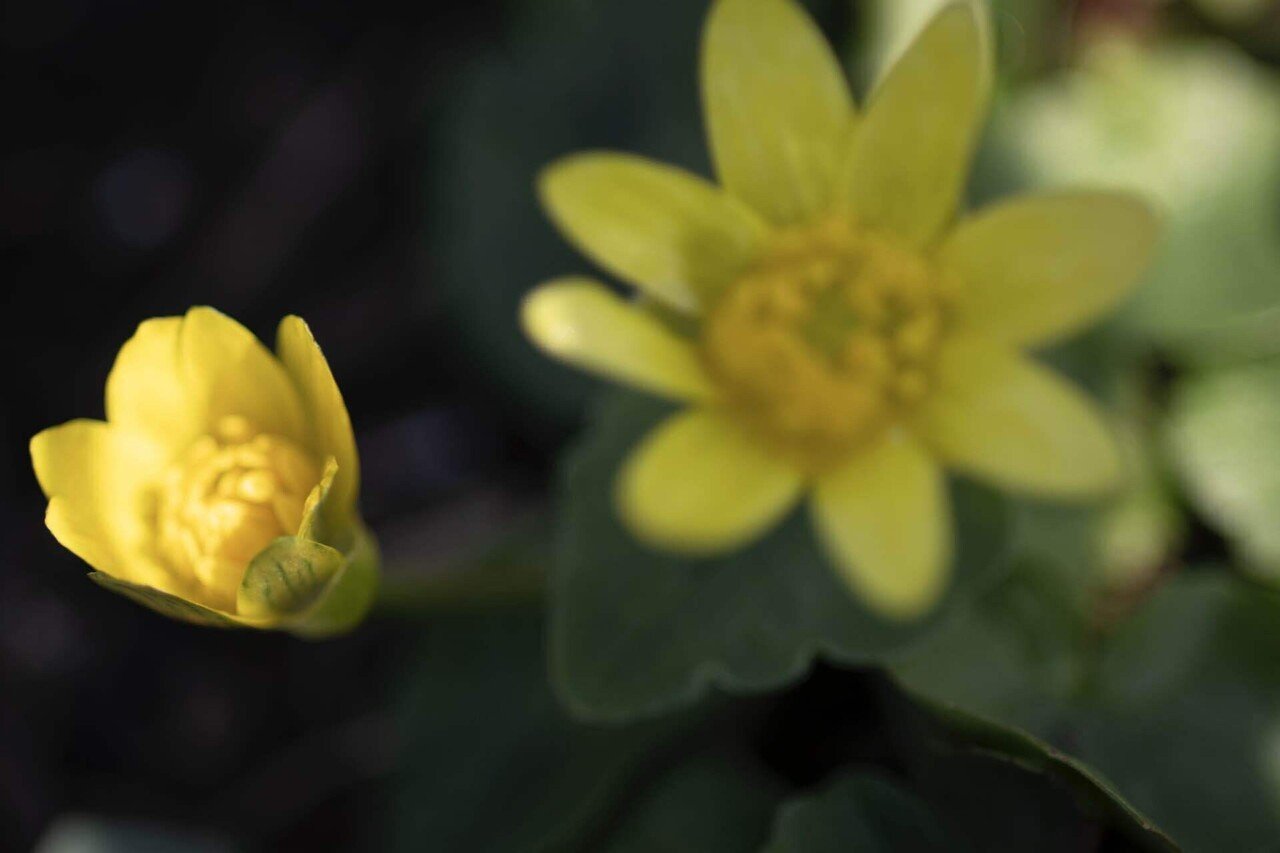 青空に深い溜息吐いてみる靄にならずに山の彼方へ AI Micro-Nikkor 105mm f/2.8S｜Shinichi Sendagi