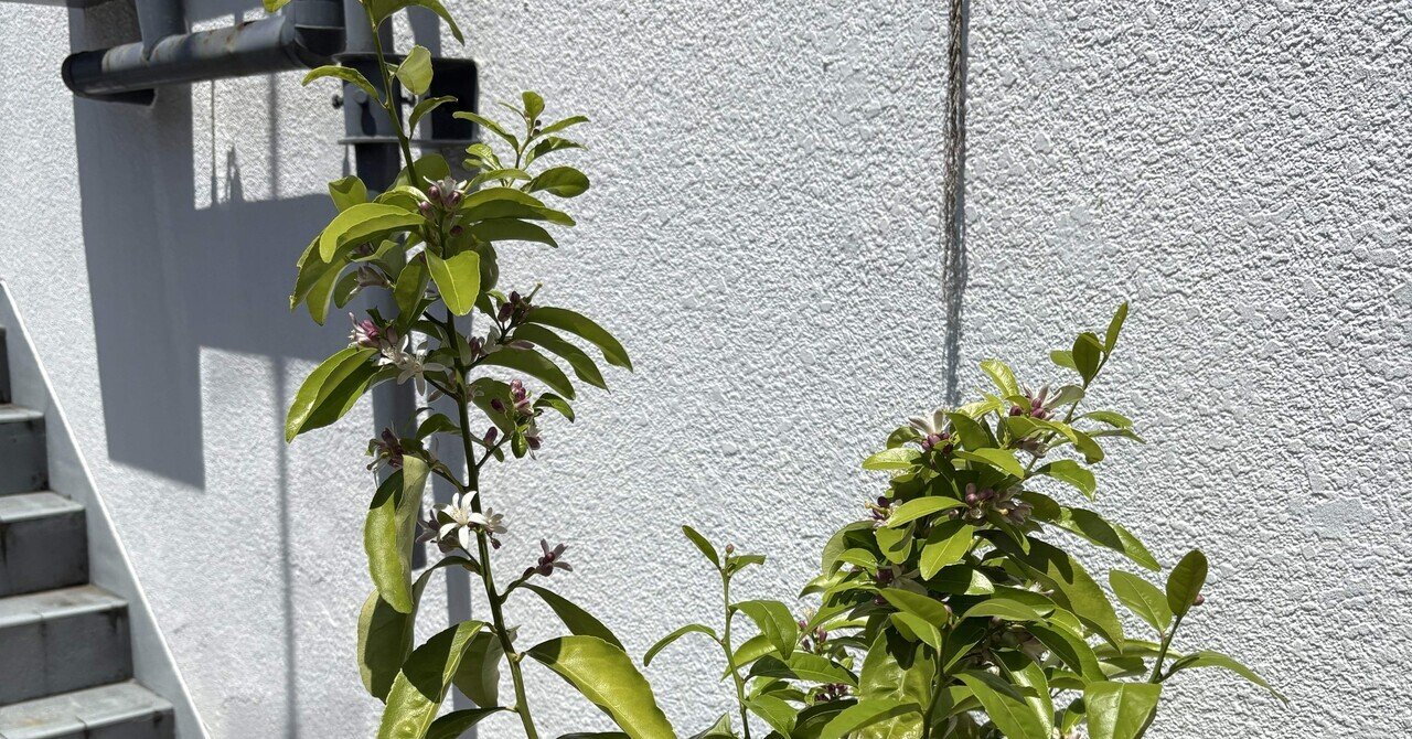 【養蜂生活1479日目】｜yabusan（823）