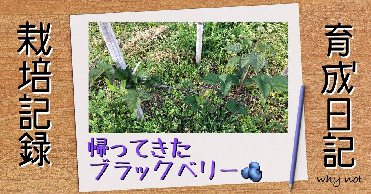 帰ってきたブラックベリー🫐｜why_not_mvp