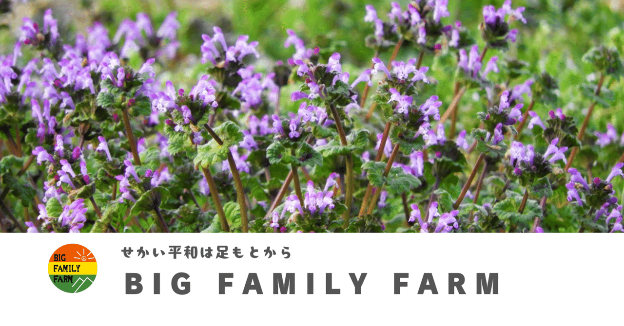 BIG FAMILY FARMについて｜いちのせあやこ｜BIG FAMILY FARM