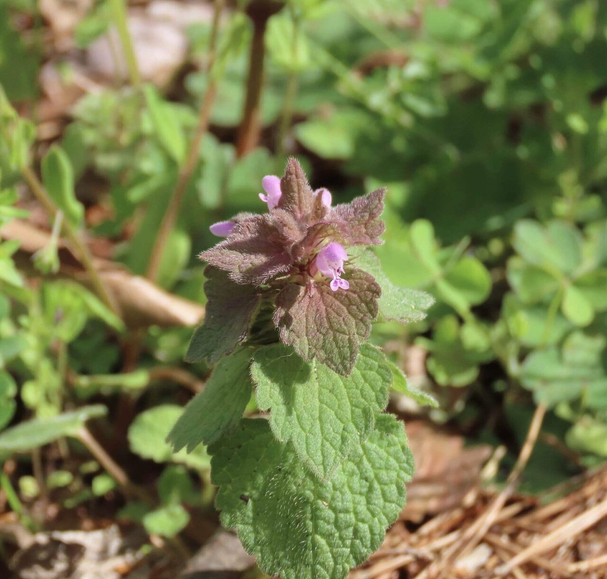 野山の花々｜之哲／Yuki Satoru