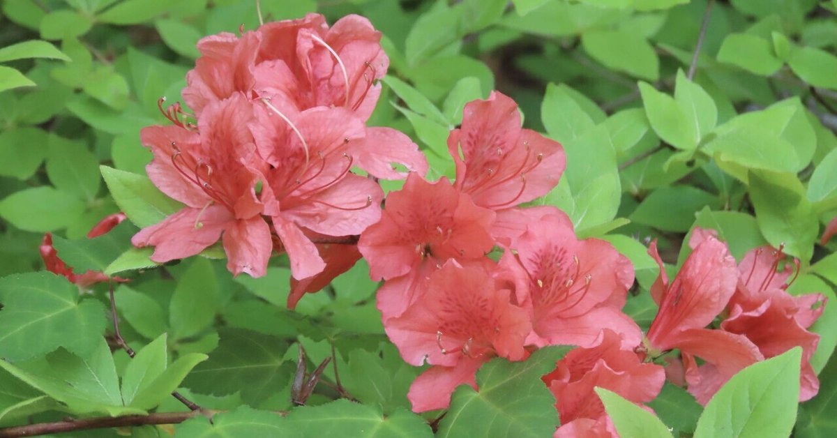 野山の花々｜之哲／Yuki Satoru