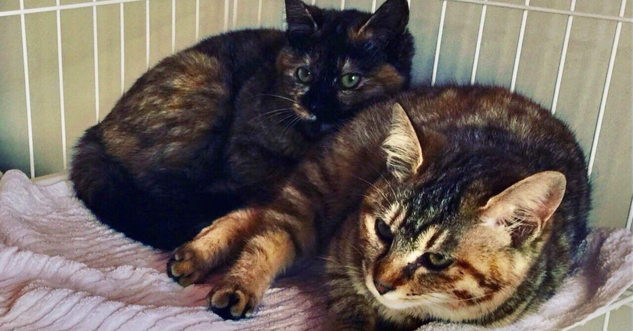 上咽頭部位への転移〜「癌になったんだから癌で死ね！」長年サポートしていたギタリスト酒井泰三談｜Cat Holic Record