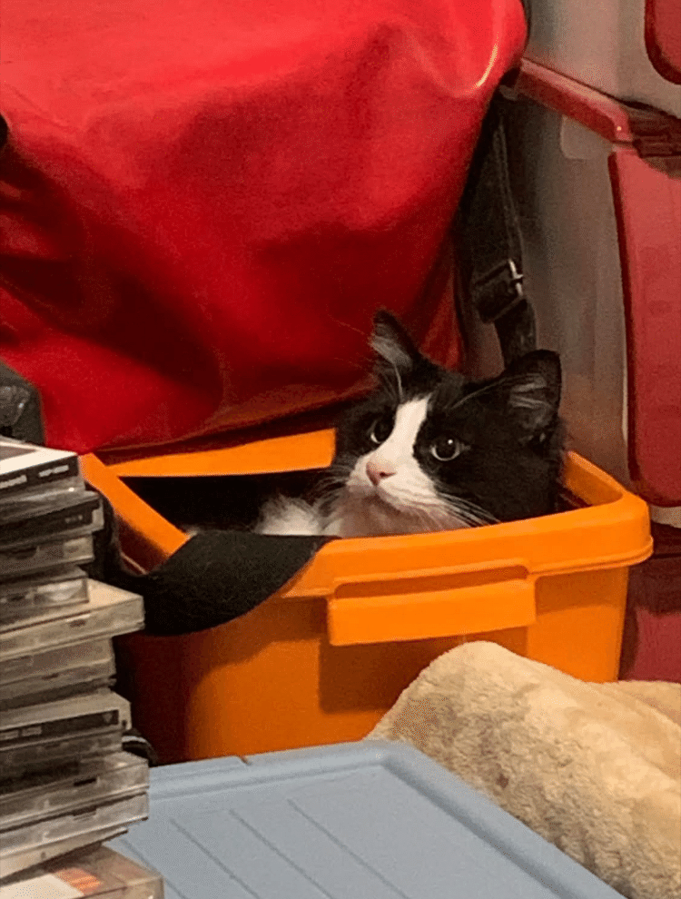 上咽頭部位への転移〜「癌になったんだから癌で死ね！」長年サポートしていたギタリスト酒井泰三談｜Cat Holic Record