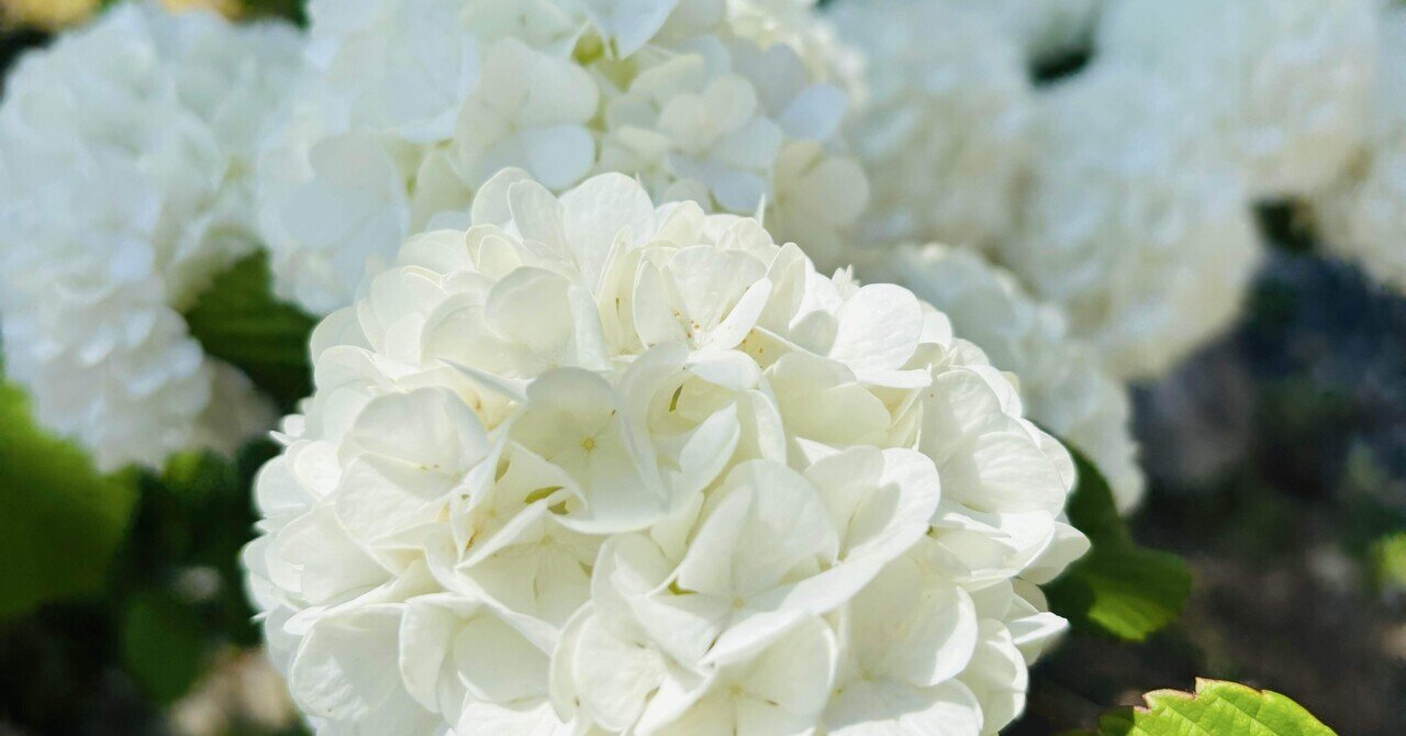 オオデマリ可愛い｜tsukimi-aiko