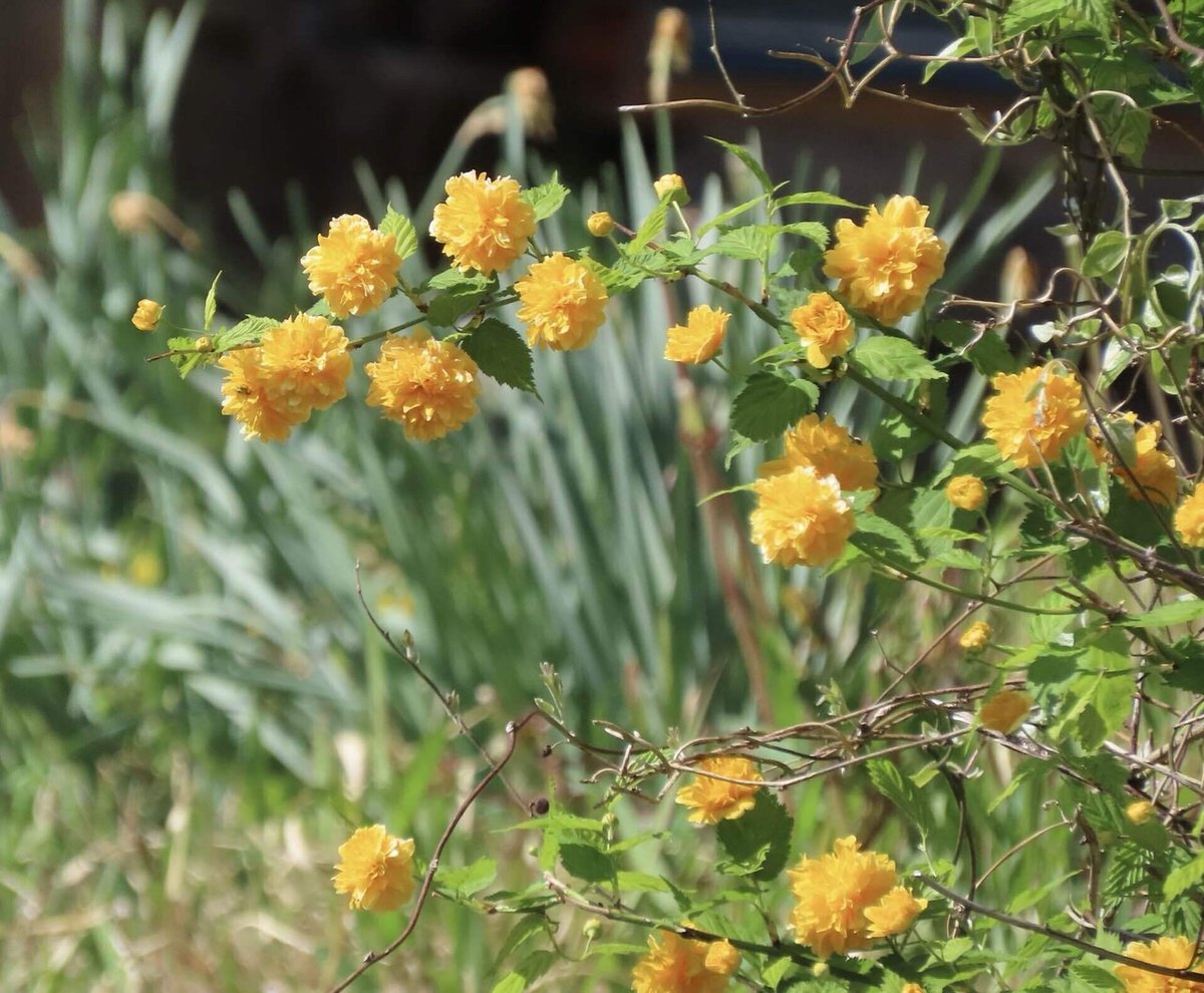 フデリンドウとホタルカズラなどなど｜之哲／Yuki Satoru