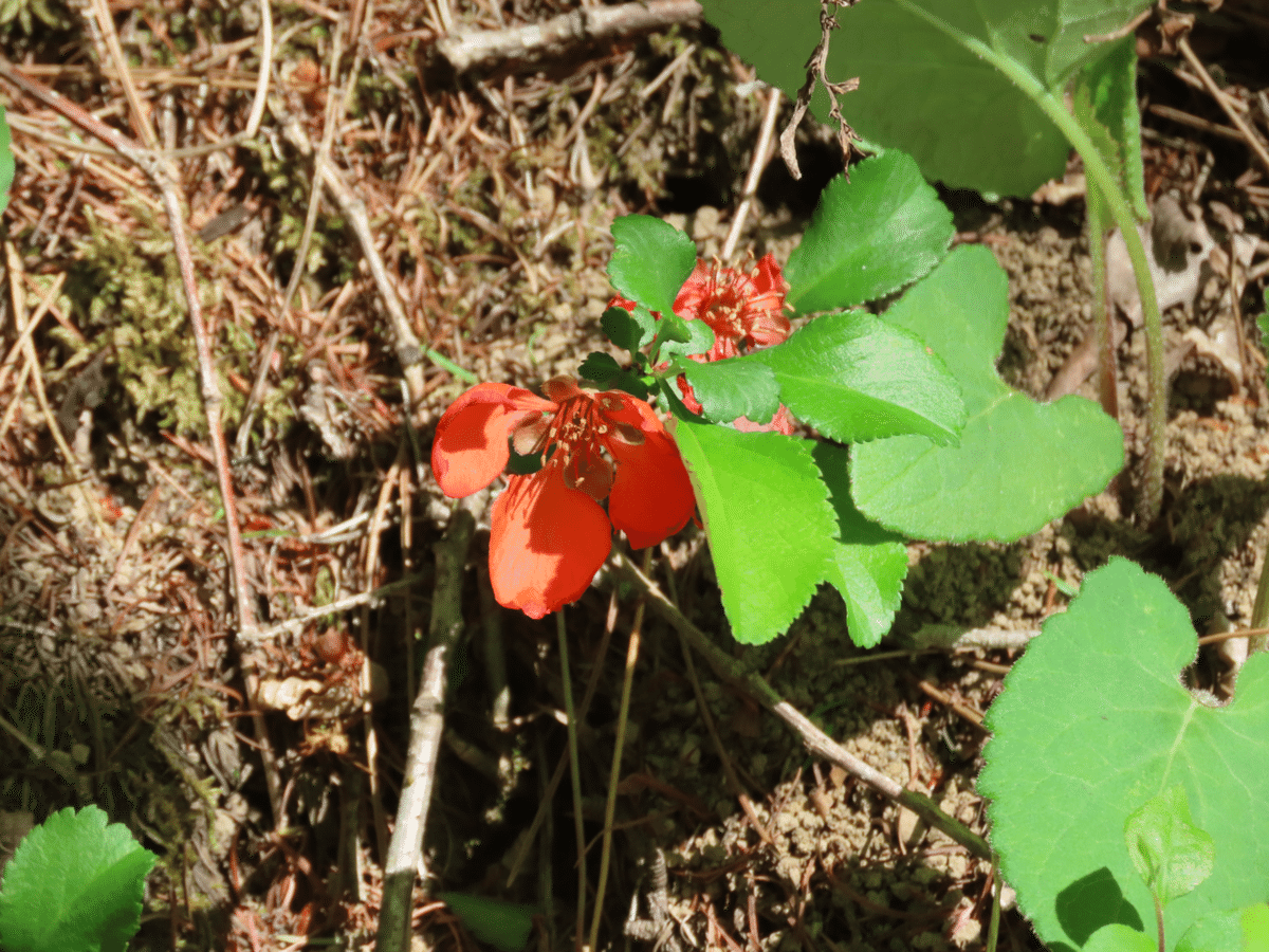 フデリンドウとホタルカズラなどなど｜之哲／Yuki Satoru
