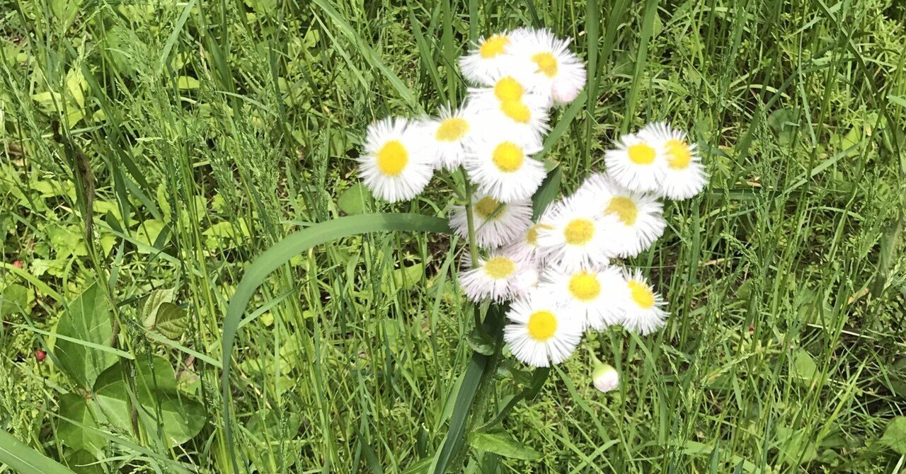 古代斎庭と桜桃｜nakiusagi