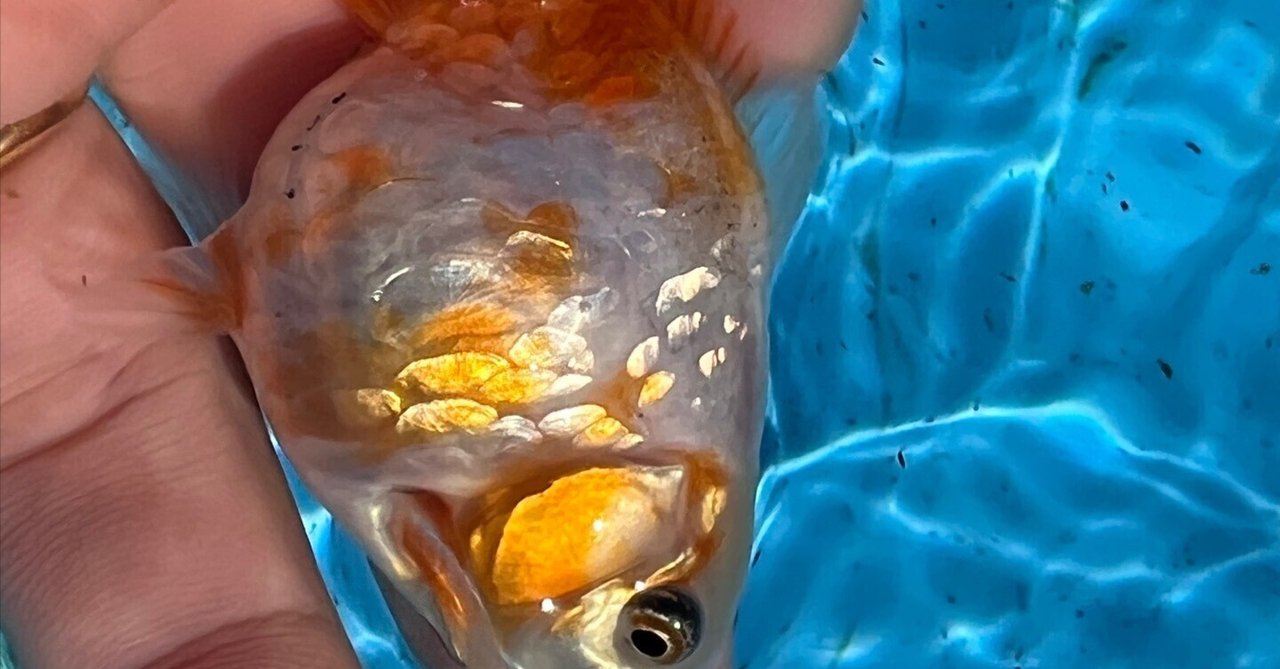 SAMURAI FARM専門用語解説｜SAMURAI FARM