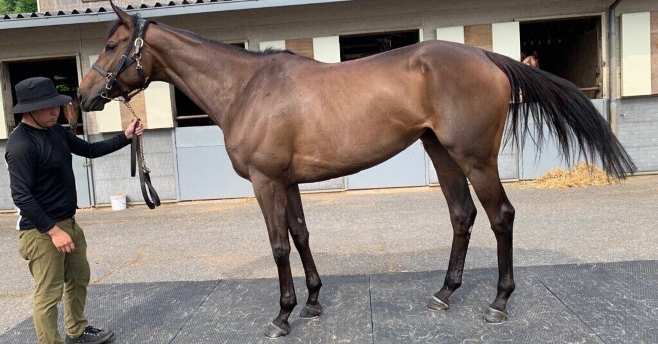 船橋の平場勝負は6r(1710)を皮切りに3番セットじゃ‼️|【中央競馬】岡井塾長・至極の一本